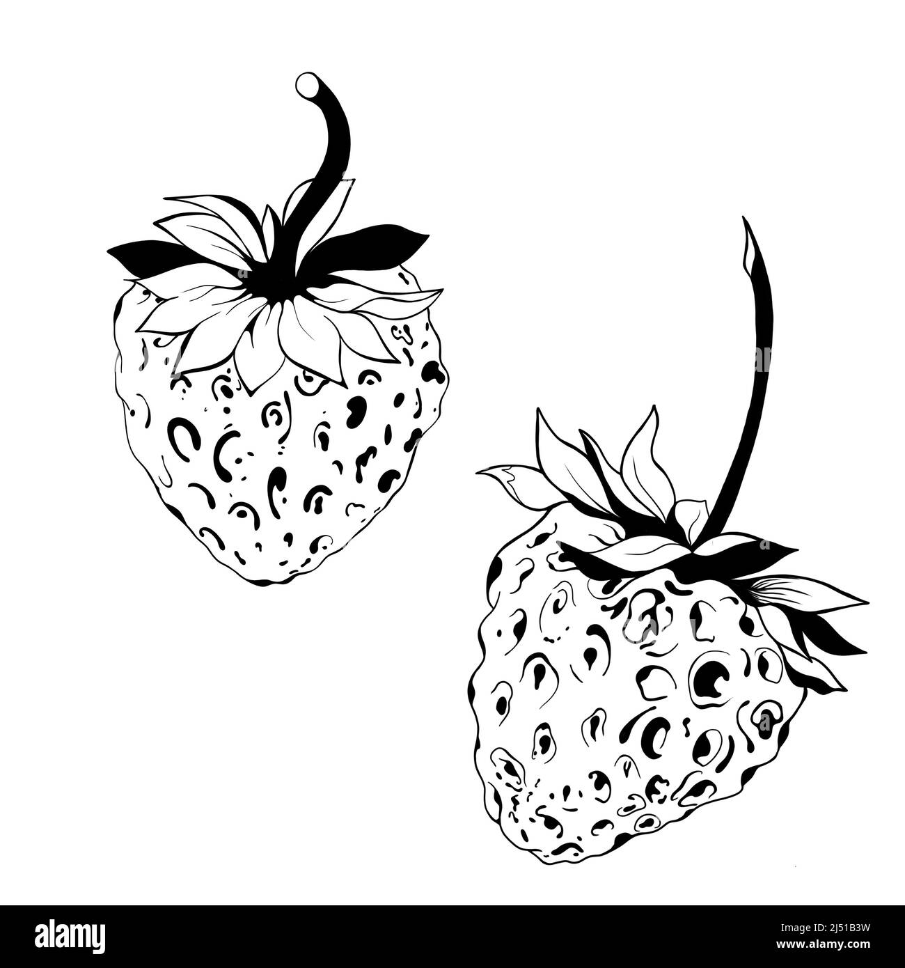 Strawberry line art Black and White Stock Photos & Images - Alamy