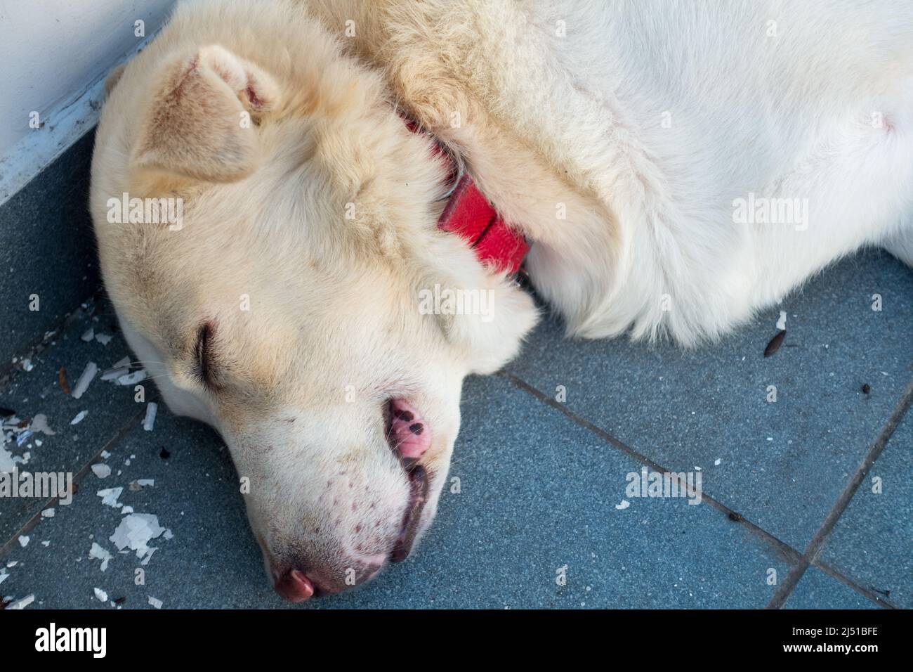 A close up shot of white himalayan shepherd sleeping dog in an Indian ...