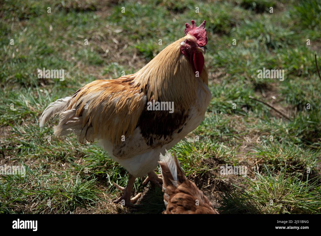 Huenxe, Deutschland. 18th Apr, 2022. Free-ranging chickens, laying hens ...