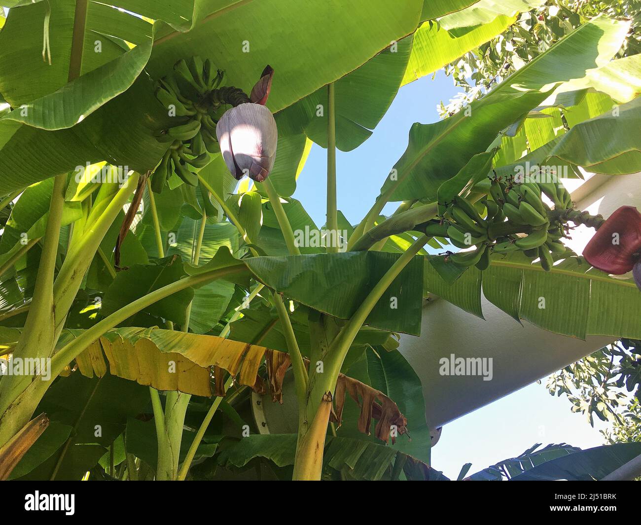 Banana tree in near plan Stock Photo - Alamy