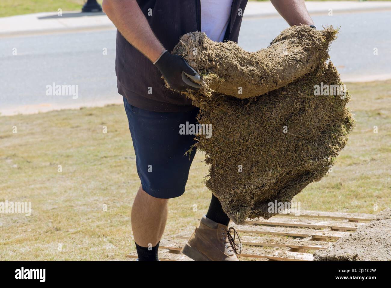 Natural grass turf professional installer rolled grass lawn closeup ...