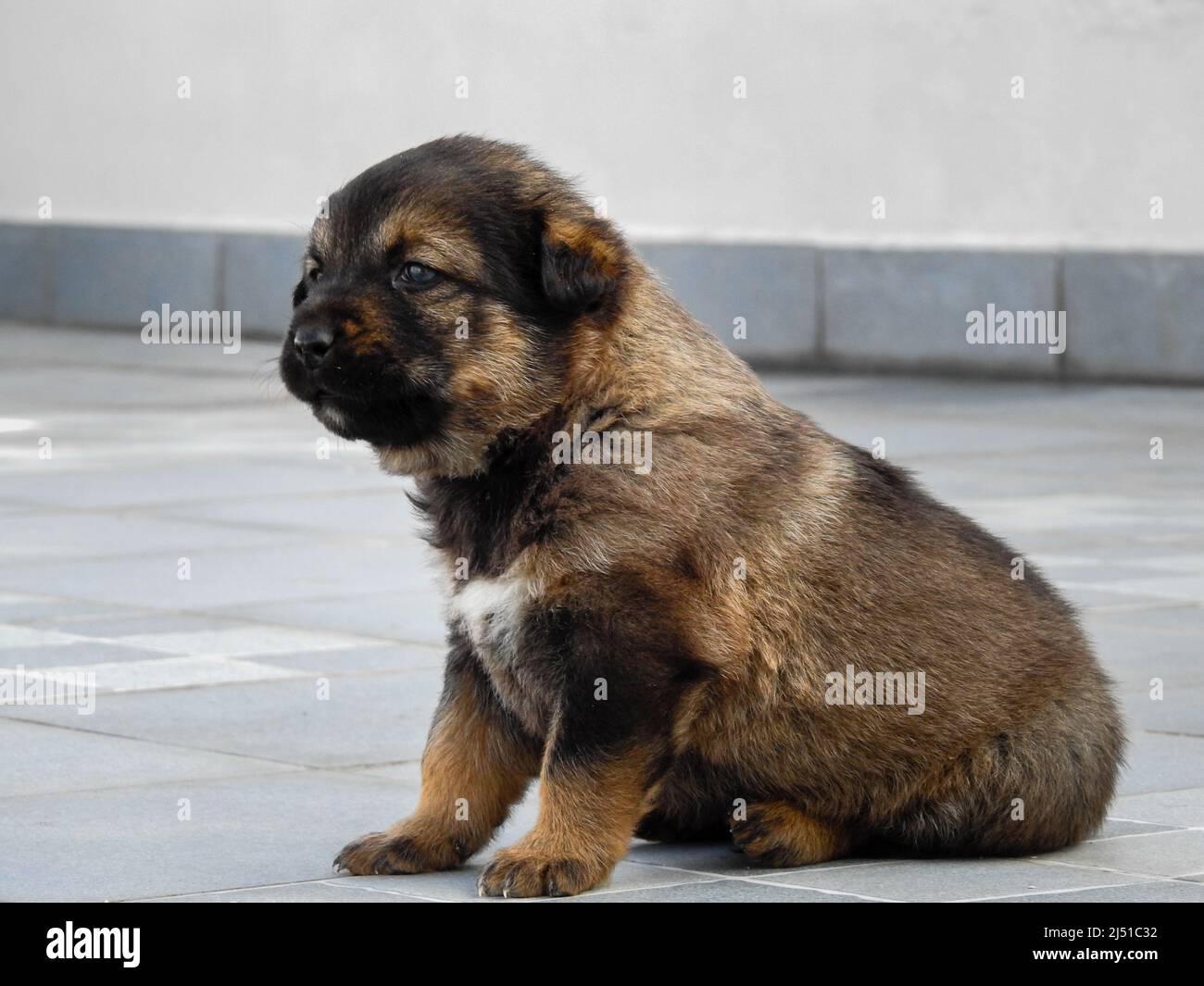 A close up shot of a black and brown himalayan shepherd puppy in India ...