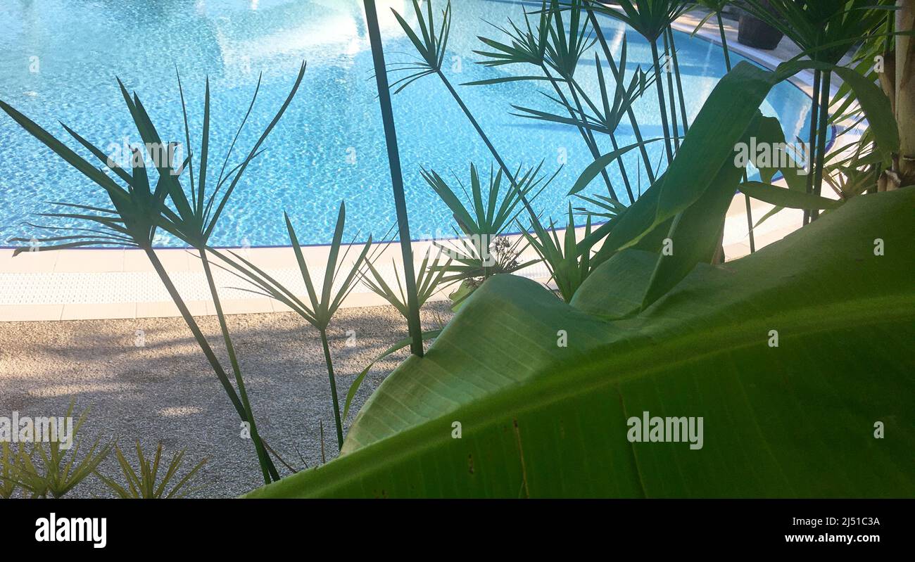 Edge of pool between green in the backyard garden Stock Photo - Alamy
