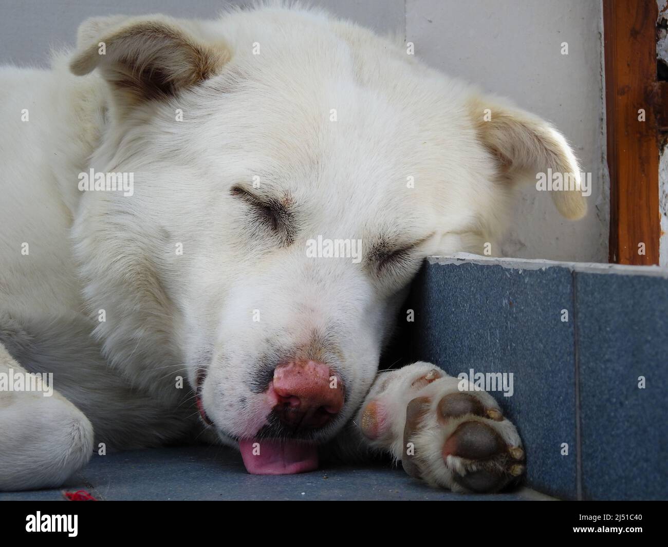 A close-up shot of a white Himalayan shepherd sleeping dog in an Indian ...