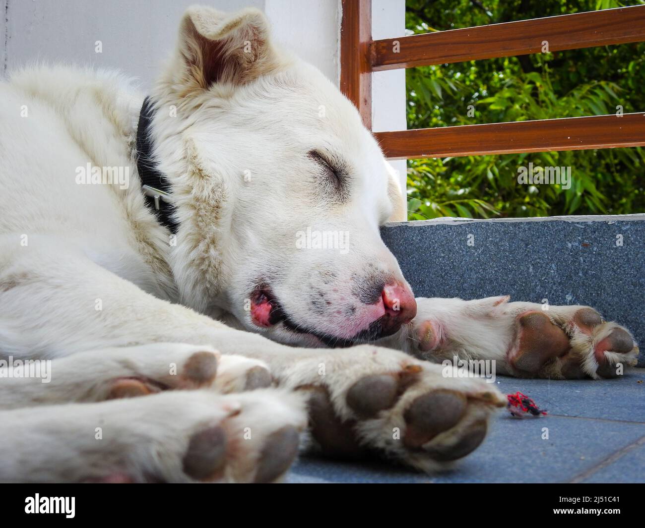 A close up shot of white himalayan shepherd sleeping dog in an Indian ...