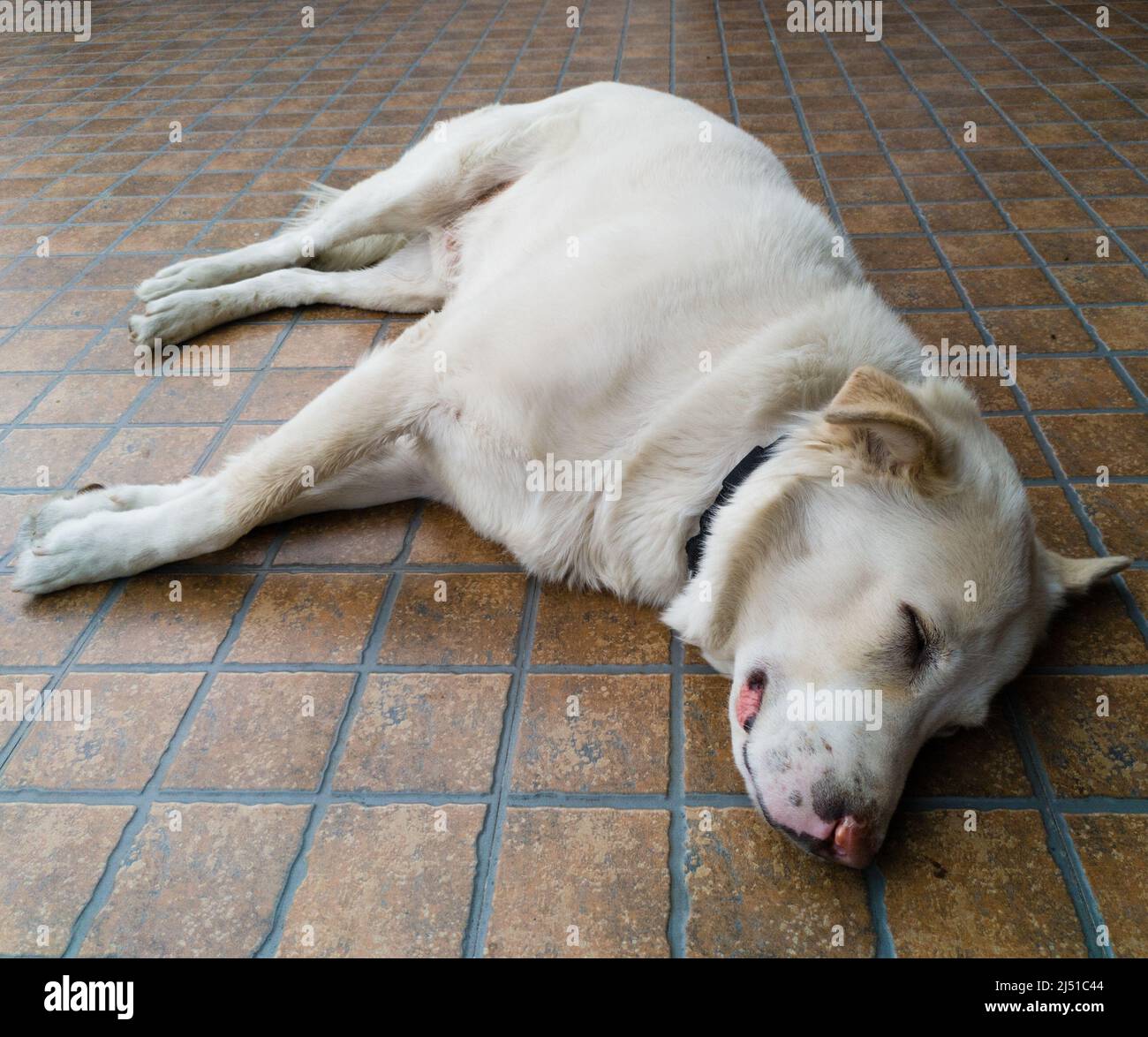 Himalayan shepherd in india hi-res stock photography and images - Alamy
