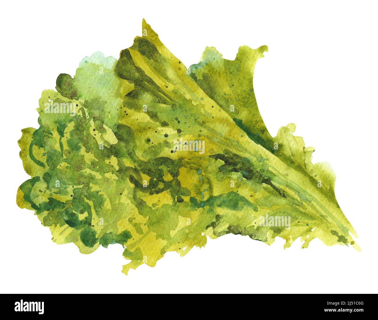 Watercolor lettuce leaf. Lettuce for burgers and sandwiches Stock Photo ...