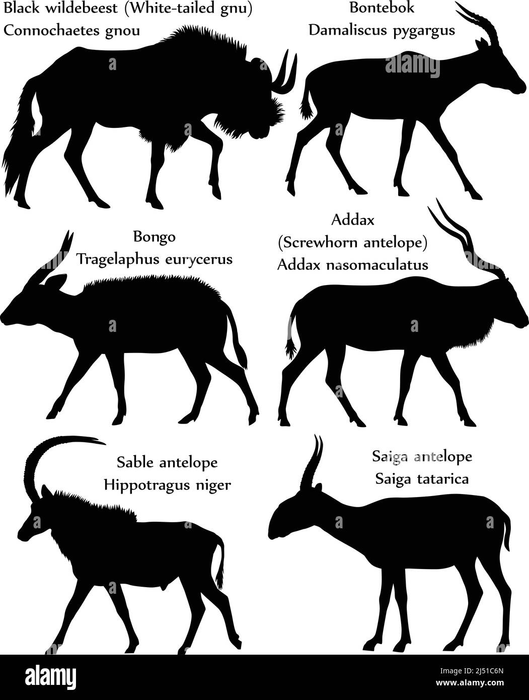 Collection of different species of antelopes in silhouette: black ...