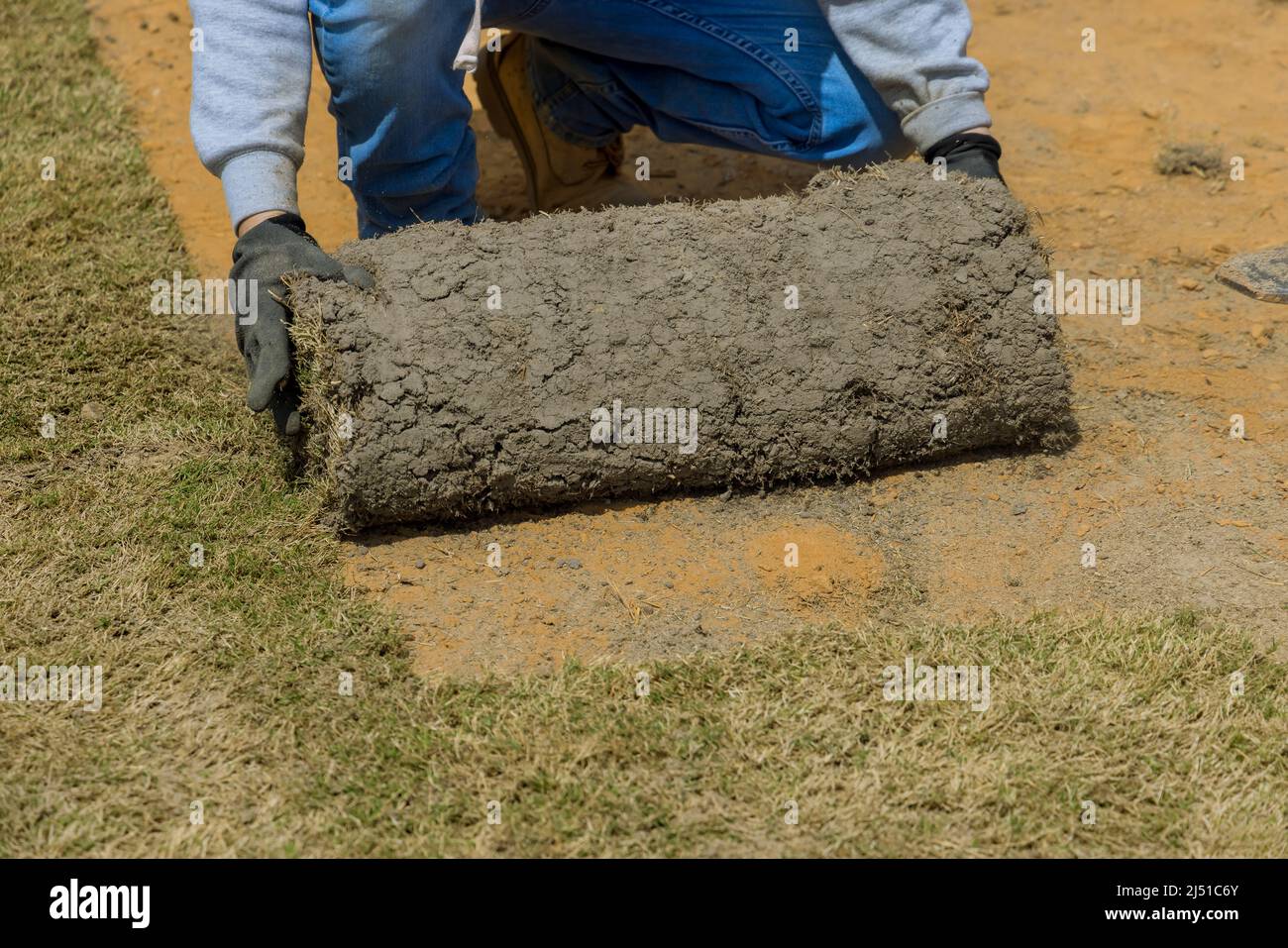 Material for landscaping territory with rolls of turf natural rolled ...