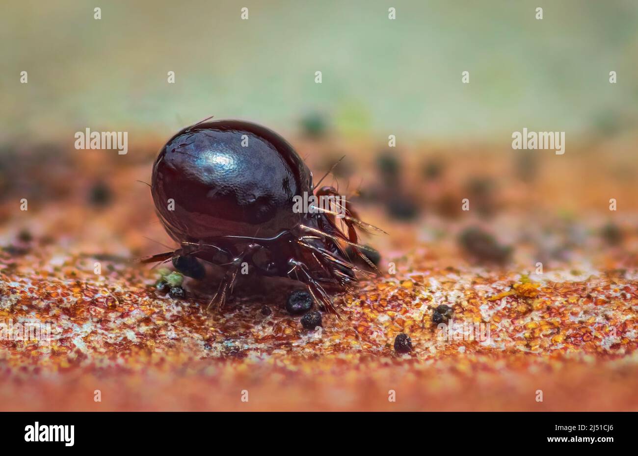 No mites hi-res stock photography and images - Alamy