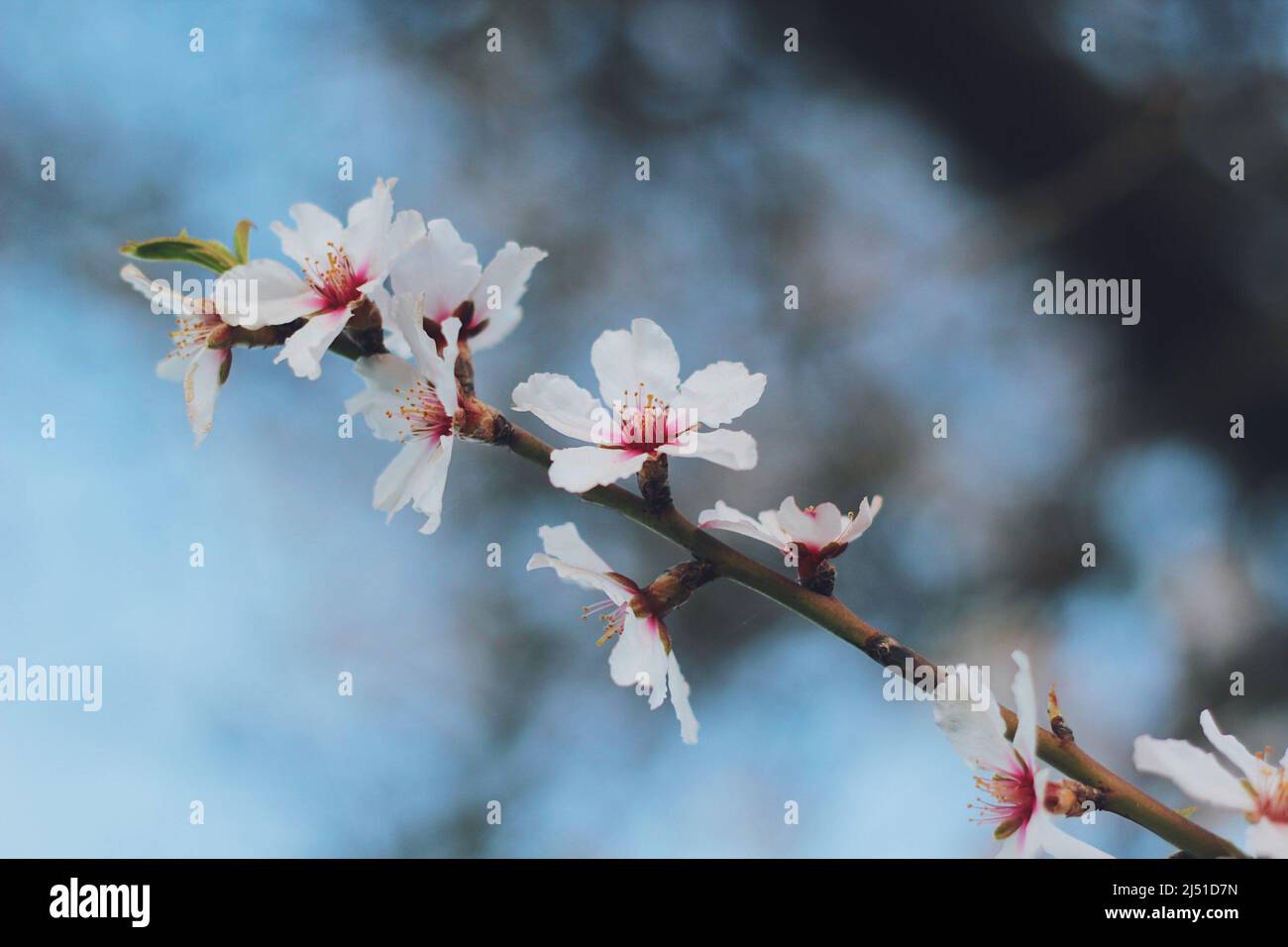 Tree with cherry blossom in spring Stock Photo - Alamy