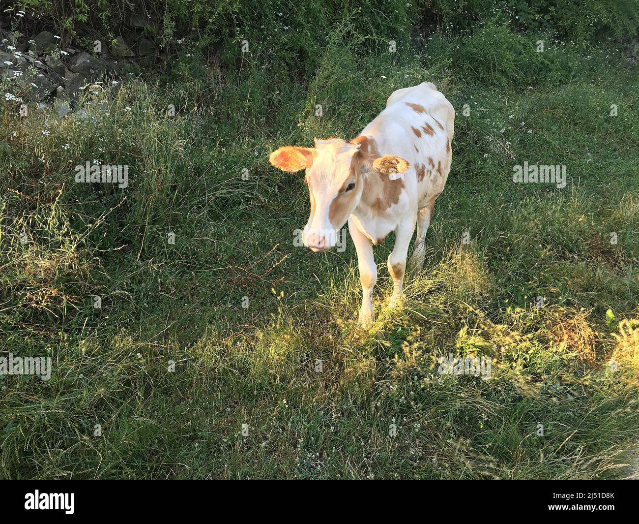 Cow in green natural field Stock Photo - Alamy