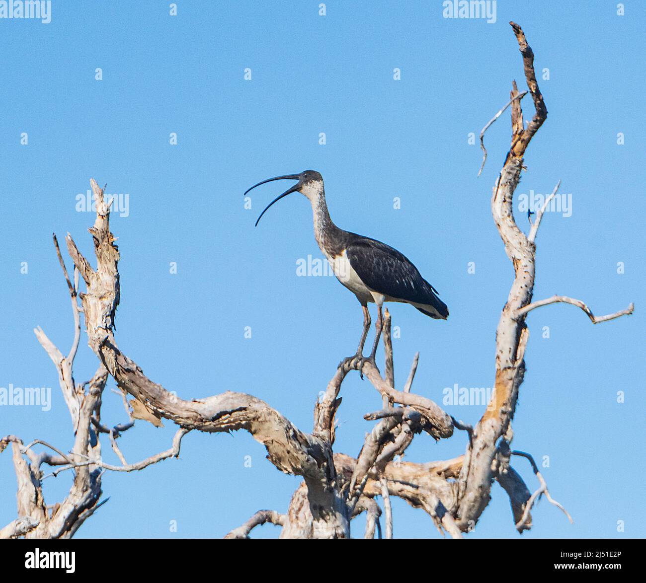 Ibis bird australia hi-res stock photography and images - Alamy