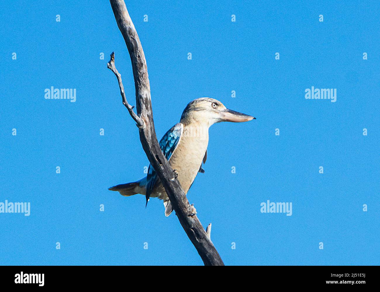 Australian blue winged birds hi-res stock photography and images - Alamy
