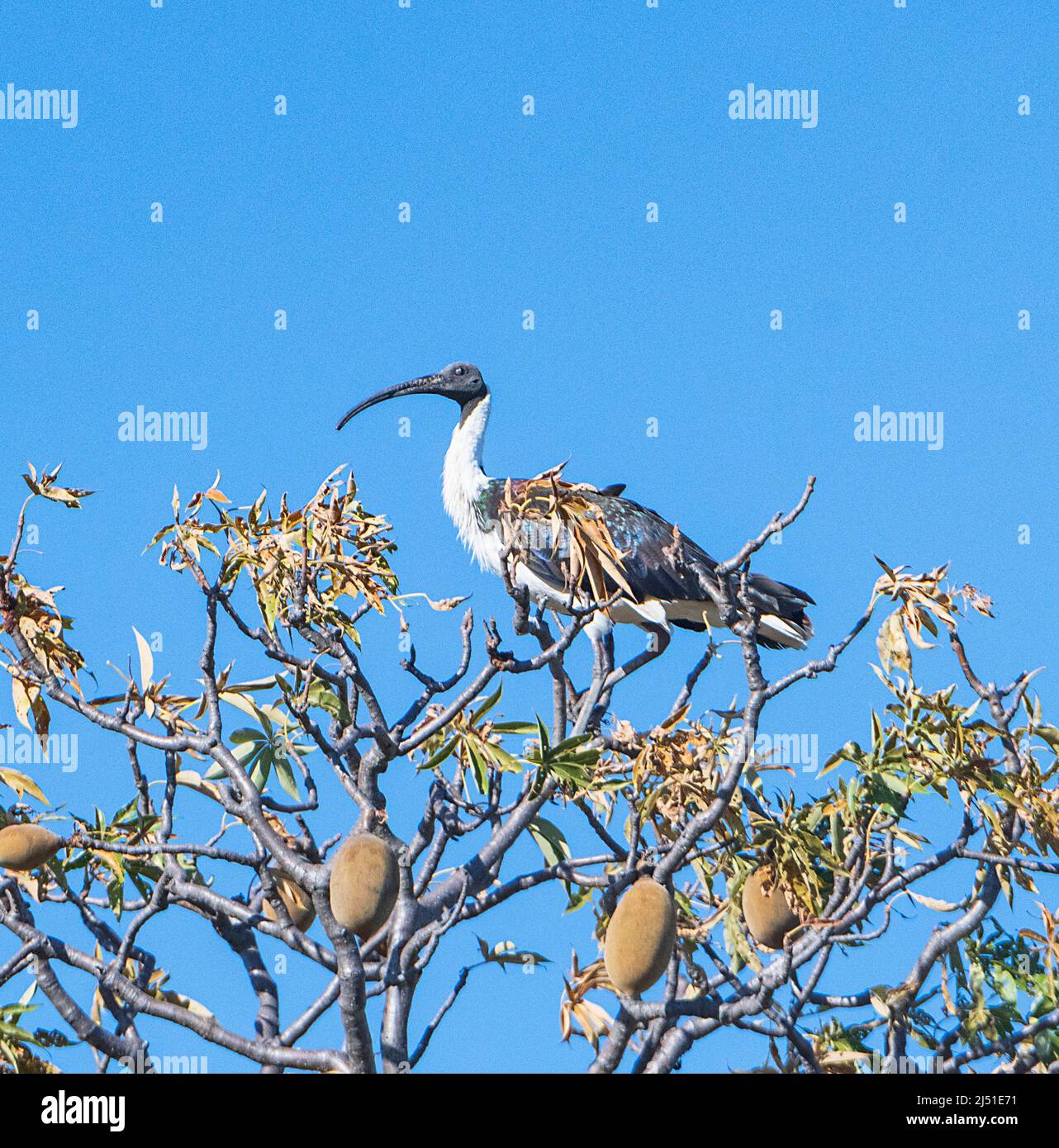 Ibis bird australia hi-res stock photography and images - Alamy