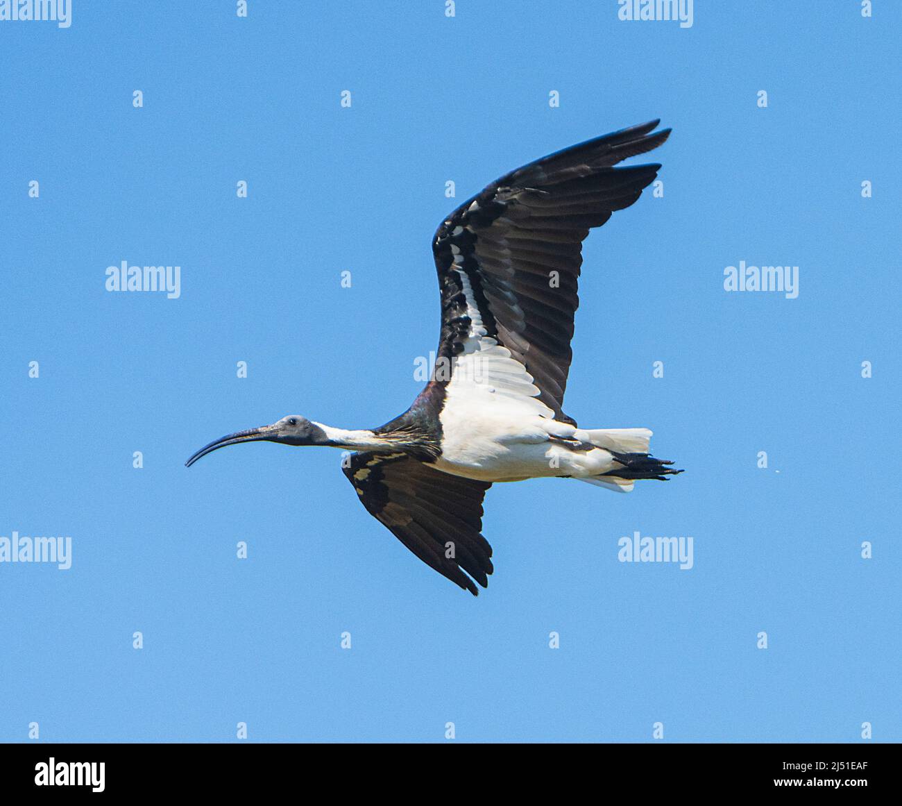 Australian long necked bird hi-res stock photography and images - Alamy
