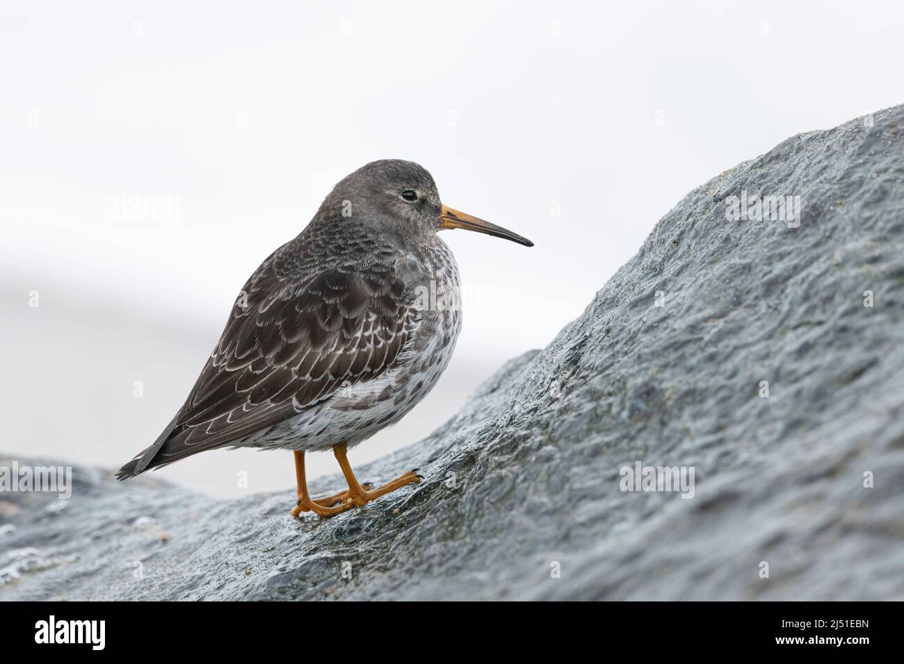 Purple sandpiper winter plumage hi-res stock photography and images - Alamy