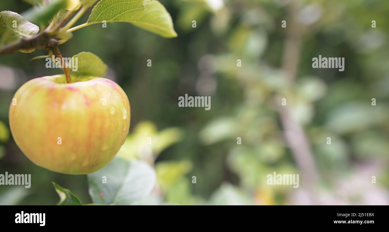 Lush vibrant green apple tree hi-res stock photography and images - Alamy