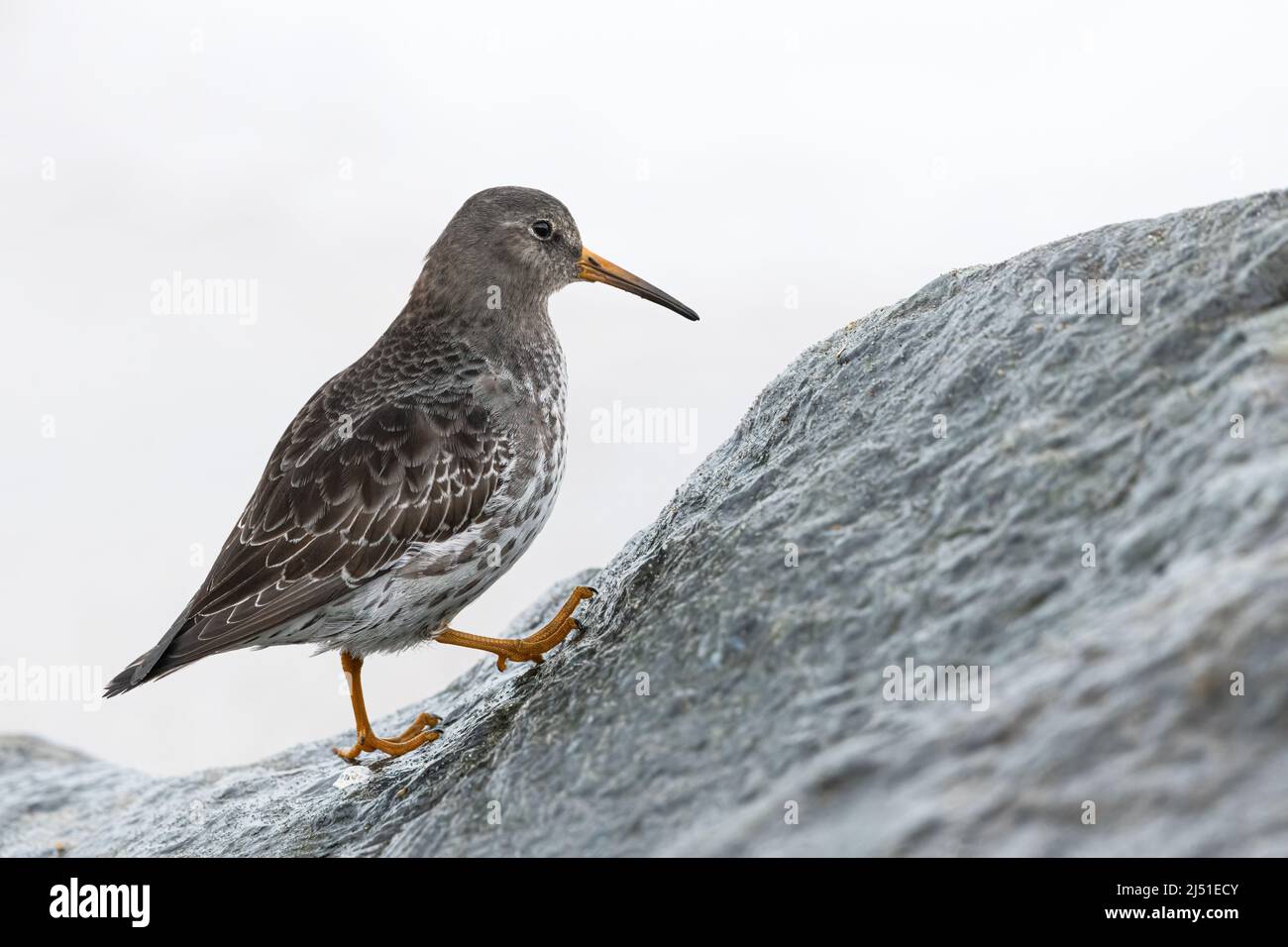Purple sandpiper winter plumage hi-res stock photography and images - Alamy