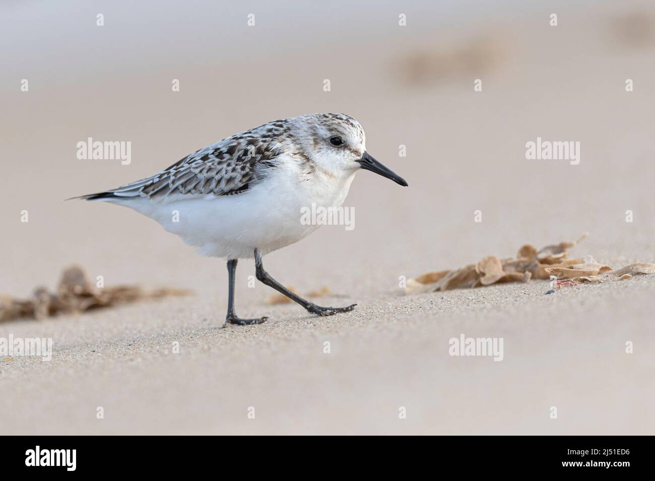Sanderling, Calidris alba, adult moulting into winter plumage bird ...