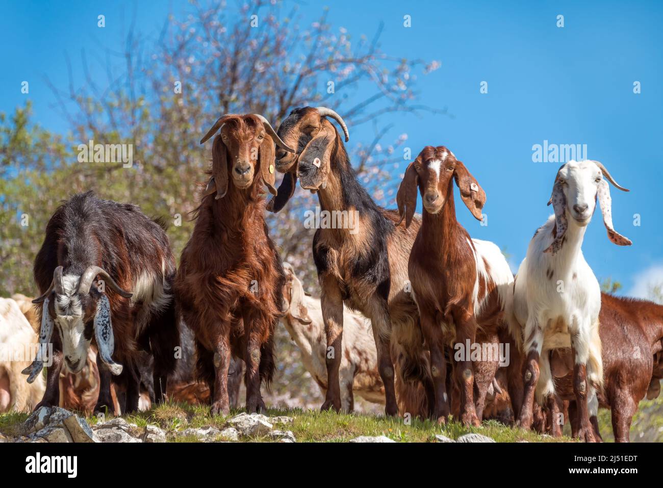 Cyprus goats hi-res stock photography and images - Alamy