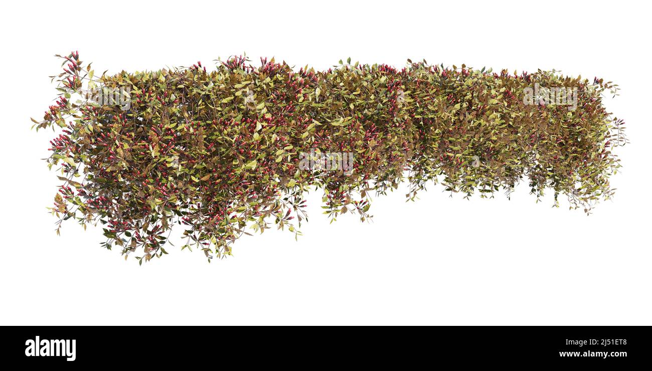 3D illustration climbing plants creepers isolated on white background ...