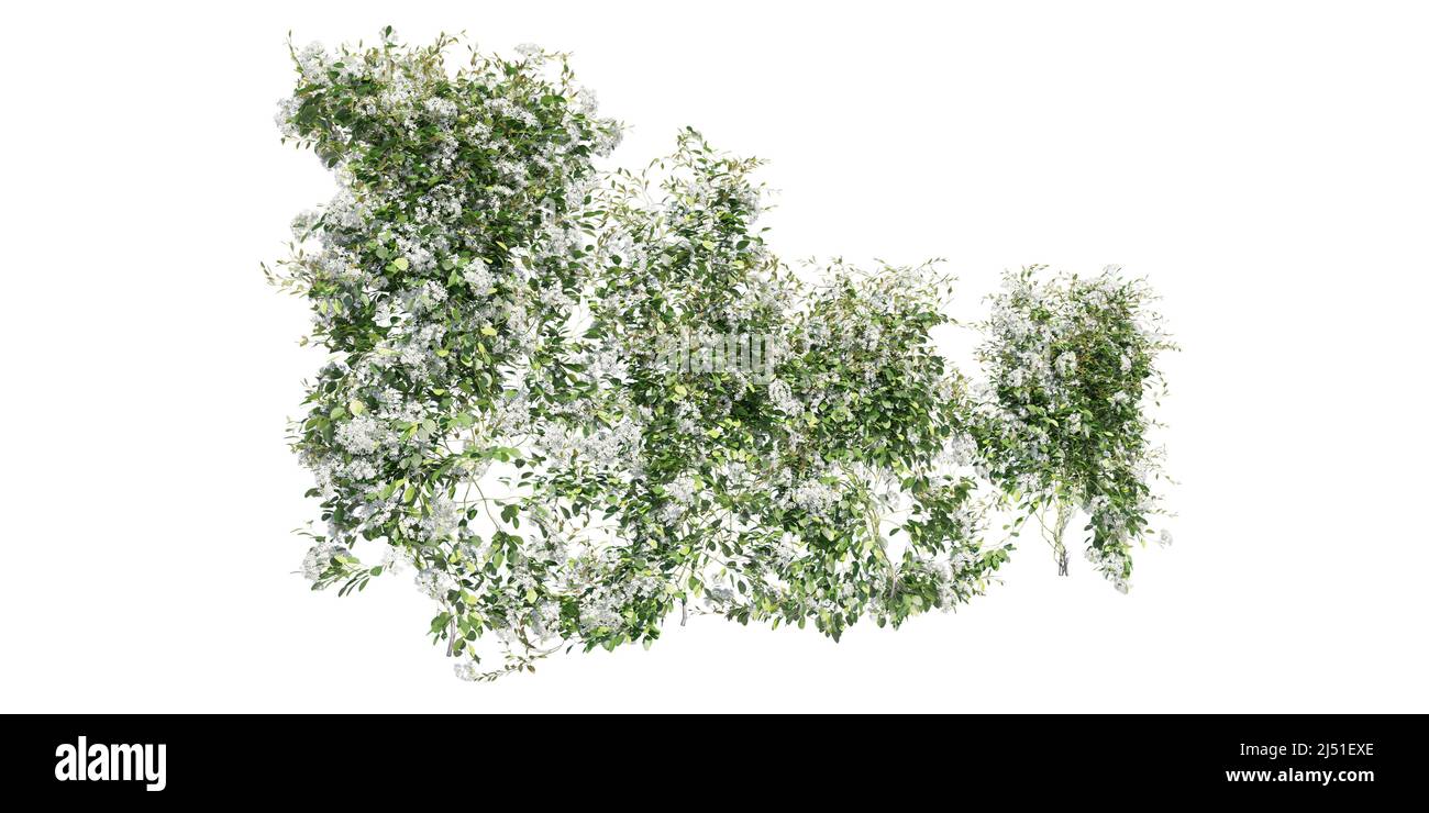 3D illustration climbing plants creepers isolated on white background ...