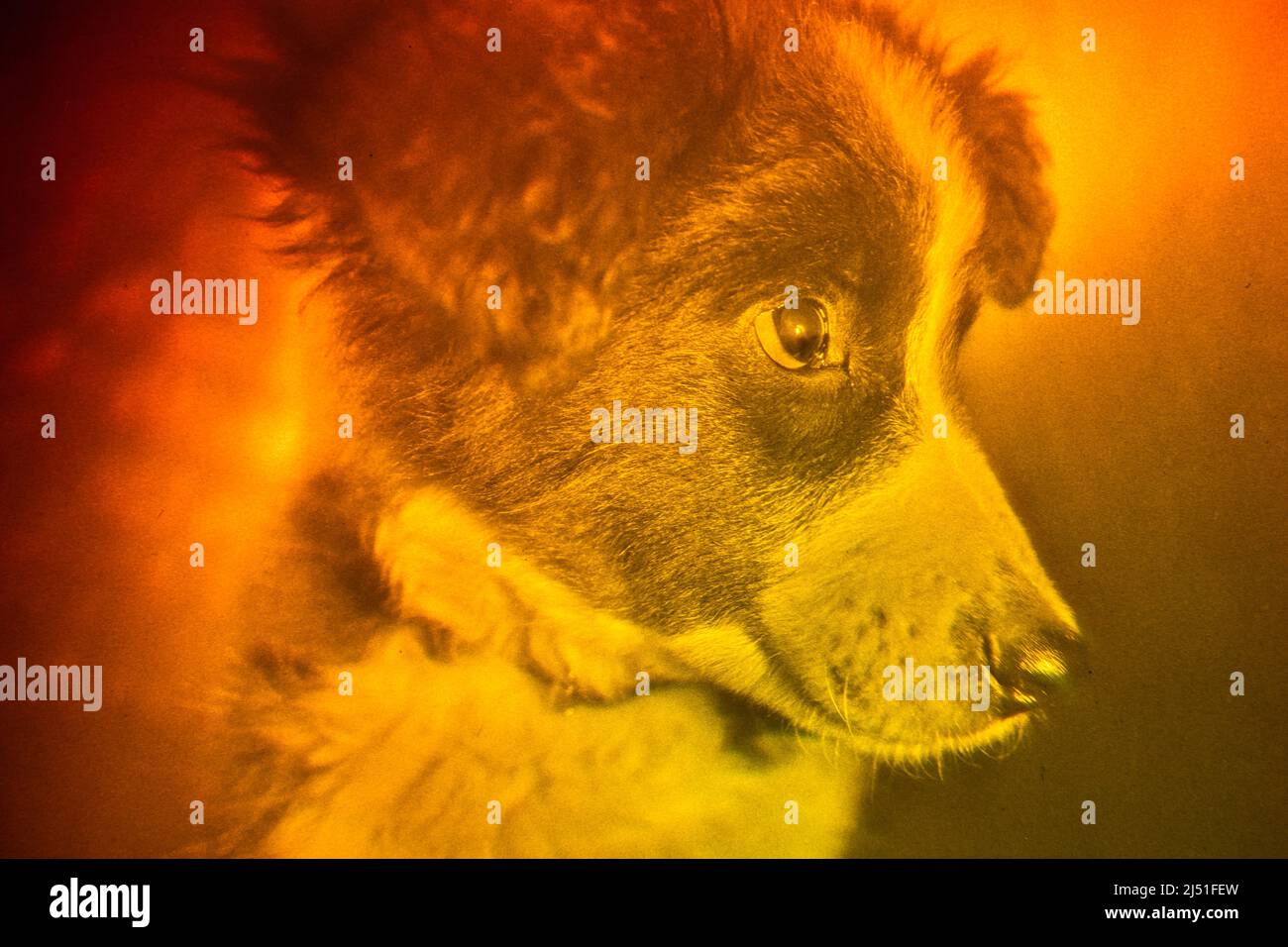 Optical illusion animal hi-res stock photography and images - Alamy