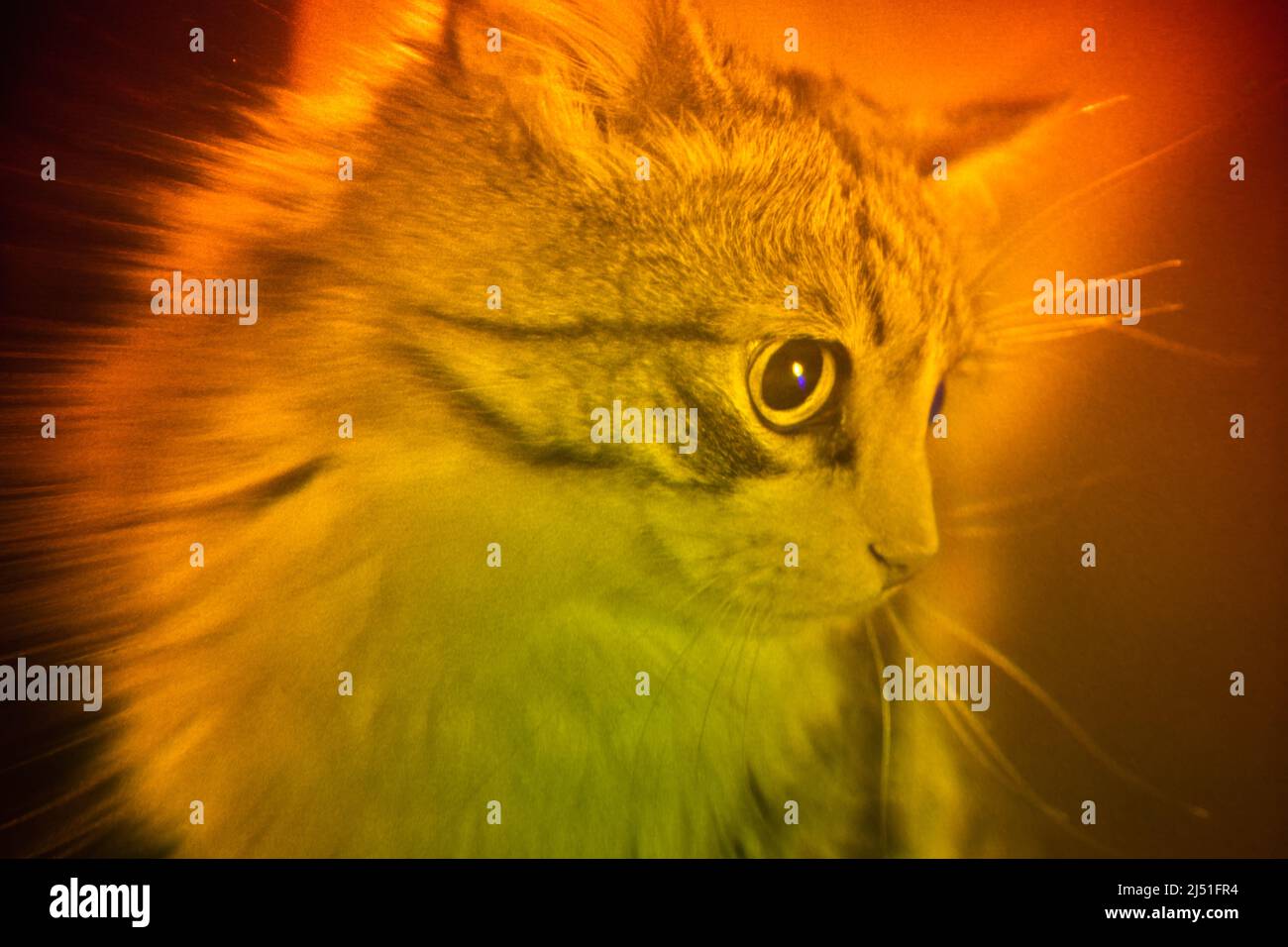 Optical illusion animal hi-res stock photography and images - Alamy