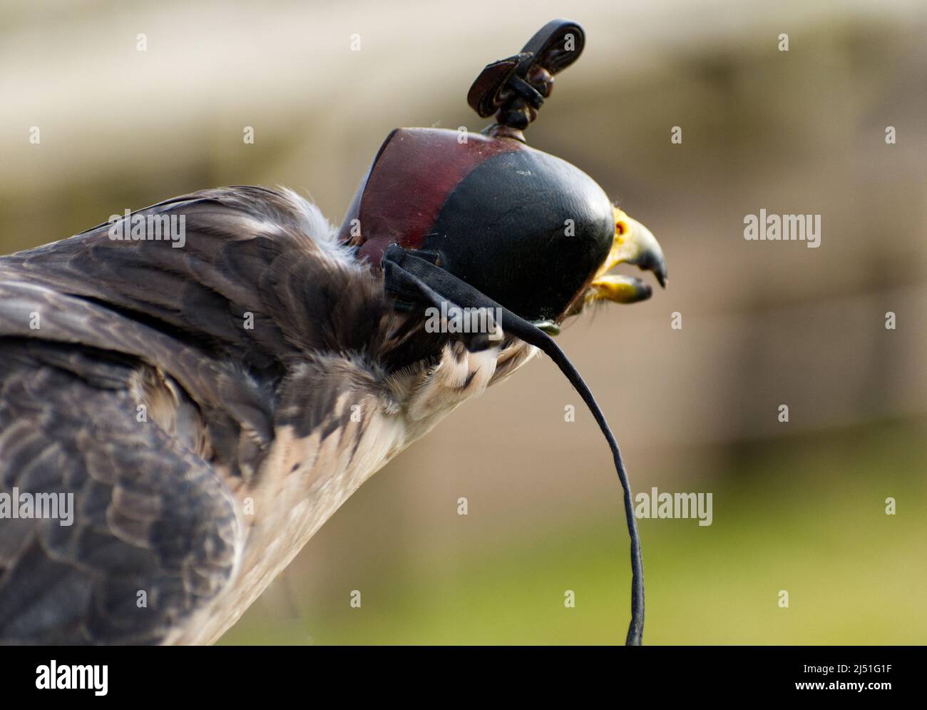 Hooded Lanner Falcon at the Hawk Conservancy in Andover. Willow the ...
