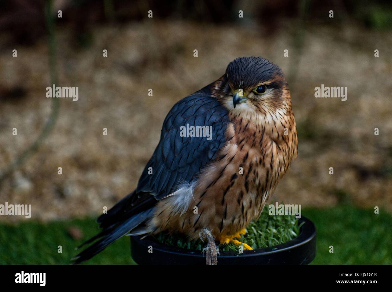 Merlin at the Hawk Conservancy Stock Photo - Alamy