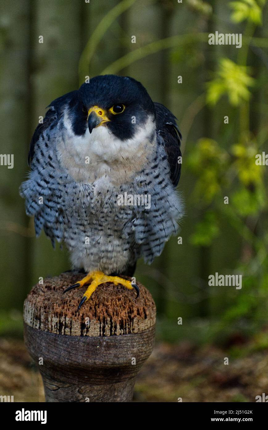 Peregrine falcon at the Hawk Conservancy Centre Stock Photo - Alamy