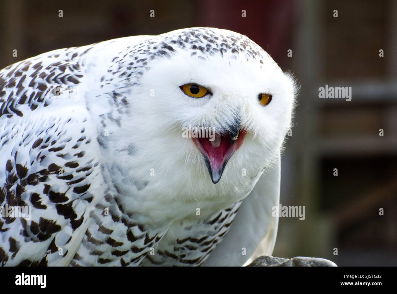 Flying Snowy Owl Hedwig