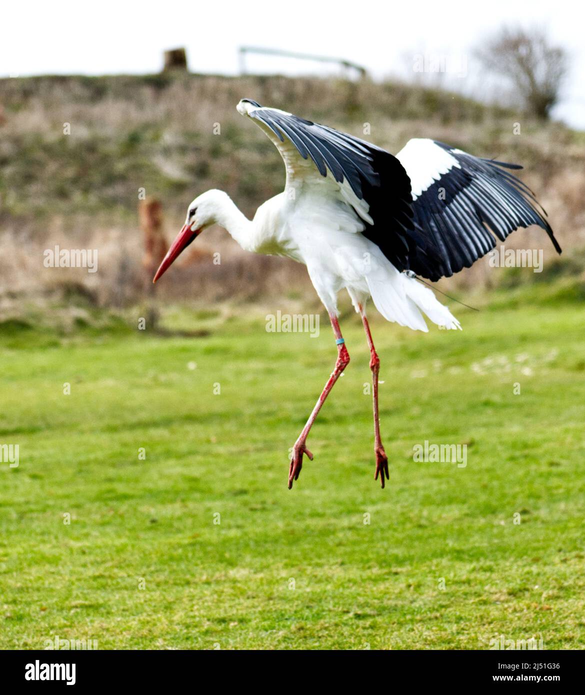 White Stork coming in to land at the Hawk Conservancy Stock Photo - Alamy