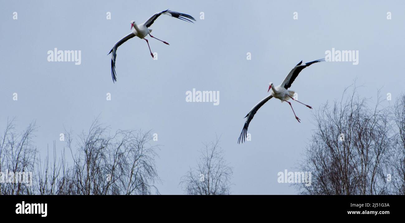 Chalky and Tiny, White Storks coming in to land at the Hawk Conservancy ...
