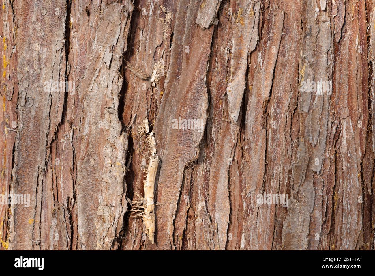 Natural Cracked Bark Wood Texture Brown Timber Background Stock Photo ...