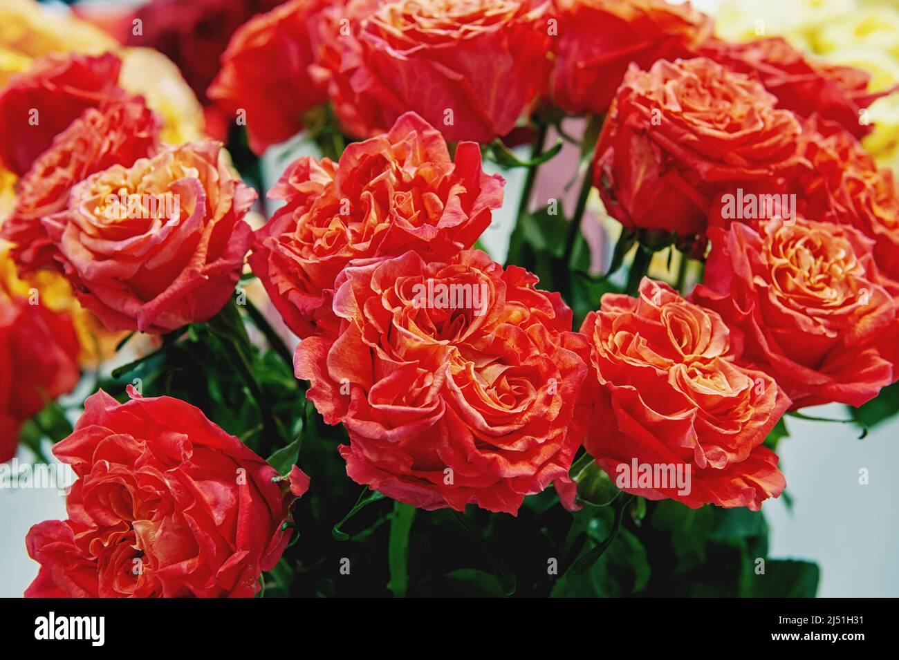 Abstract scarlet rose hi-res stock photography and images - Alamy