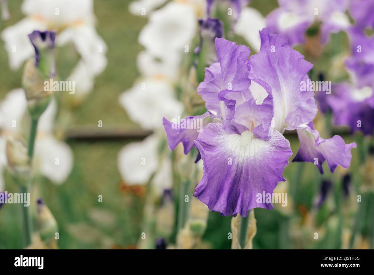 Gorgeous inflorescence of white and purple flower of iris blossoming in garden. Nature and ...
