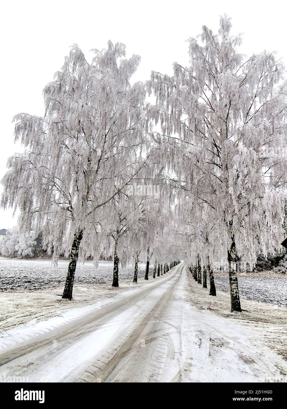 Beautiful winter landscape with empty road and snow covered trees Stock ...