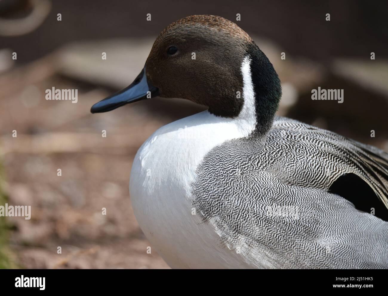Goose spit hi-res stock photography and images - Alamy