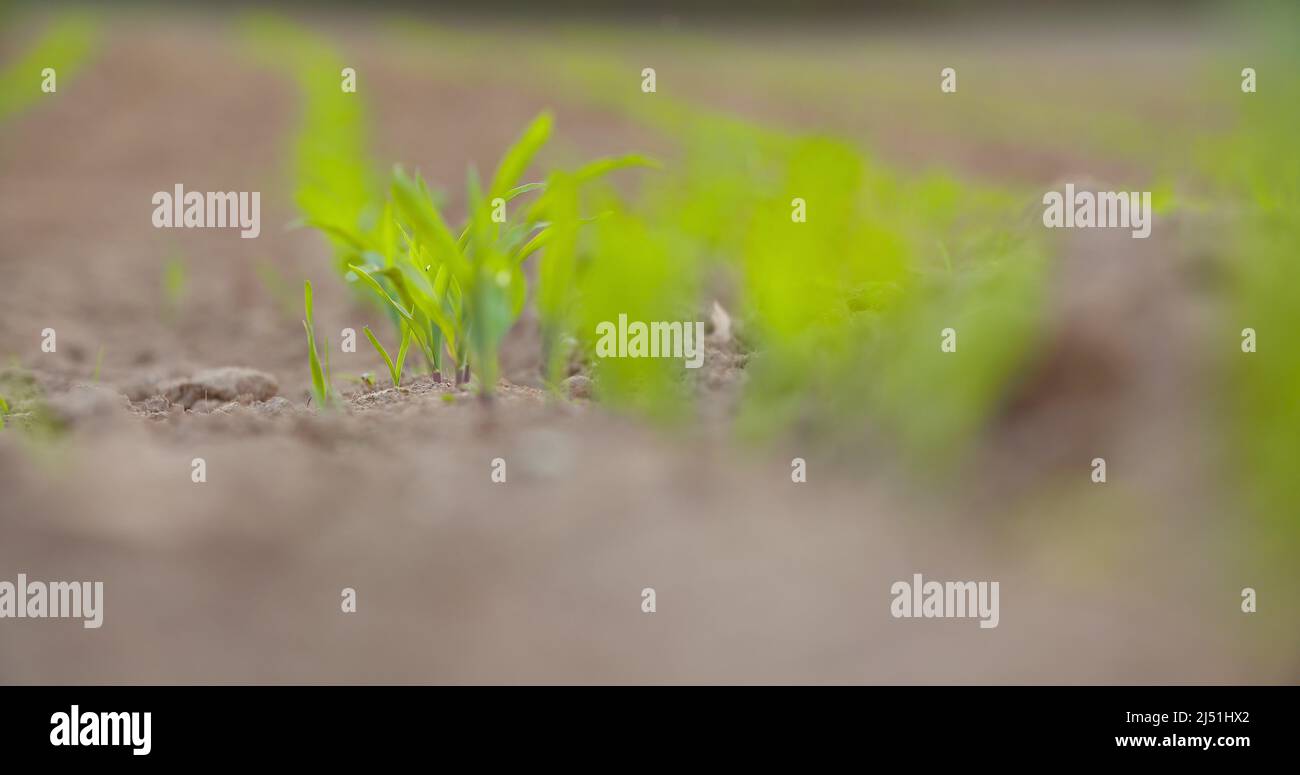 Crops Growing In Cultivated Soil At Farm Stock Photo - Alamy
