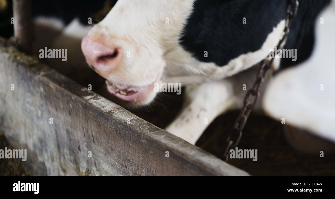 Cow eating hay in farm barn agriculture. Dairy cows in agricultural ...