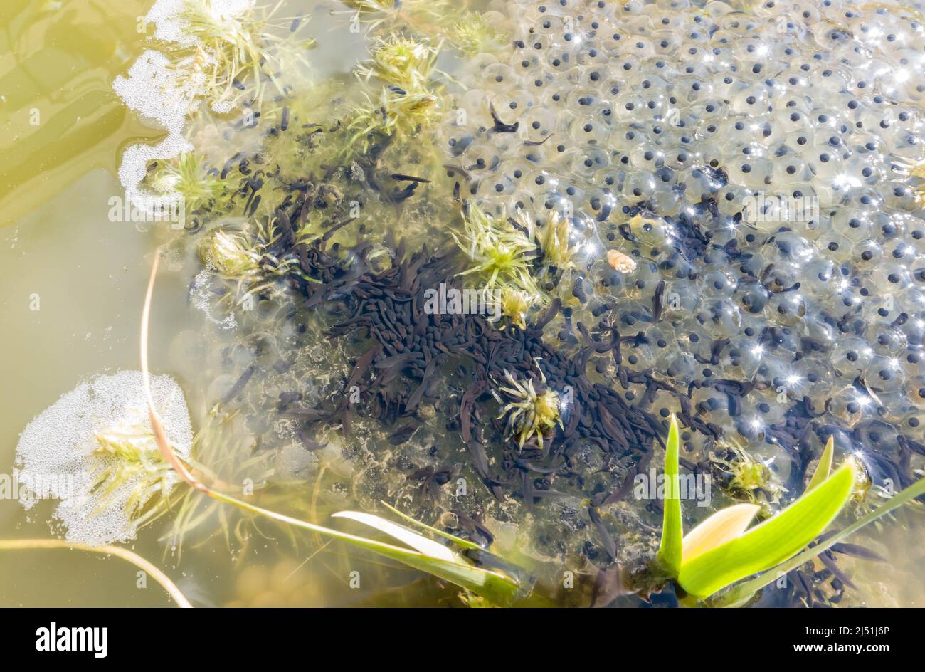 A school of Tadpoles the larval stage of the Common frog (Rana ...