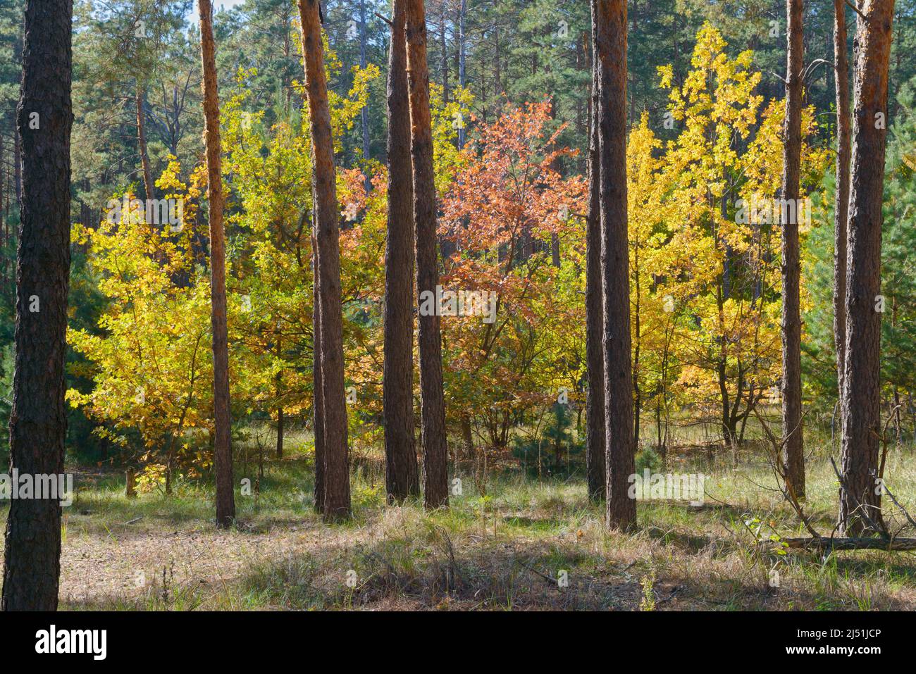 Deciduous temperate forest hi-res stock photography and images - Alamy
