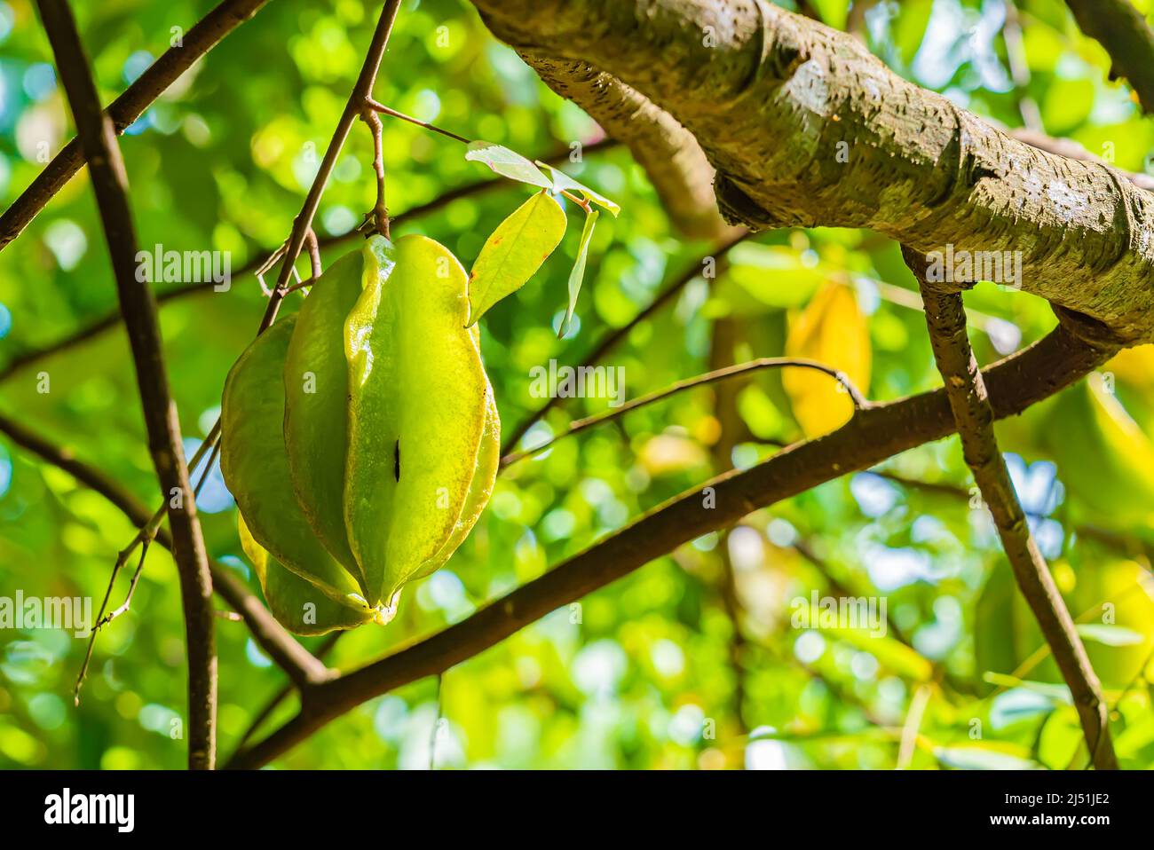 Zanzibar apple hi-res stock photography and images - Alamy