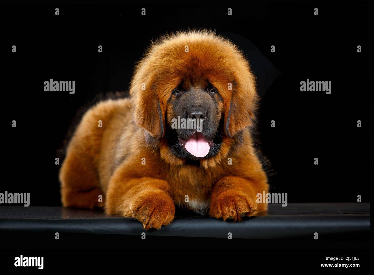 Are Tibetan Mastiff Puppies Lazy