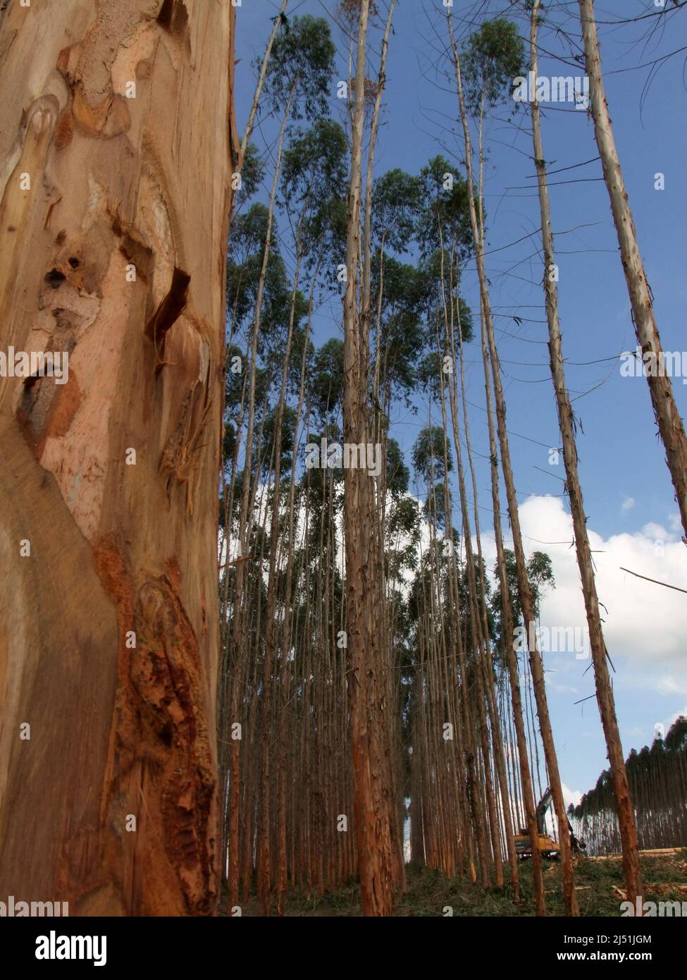 Forest of eucalyptus pulp and paper hi-res stock photography and images ...