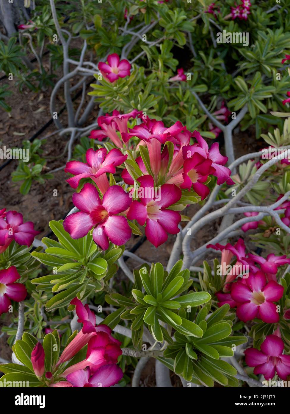 Five star flowers flowers and nature plants hi-res stock photography ...