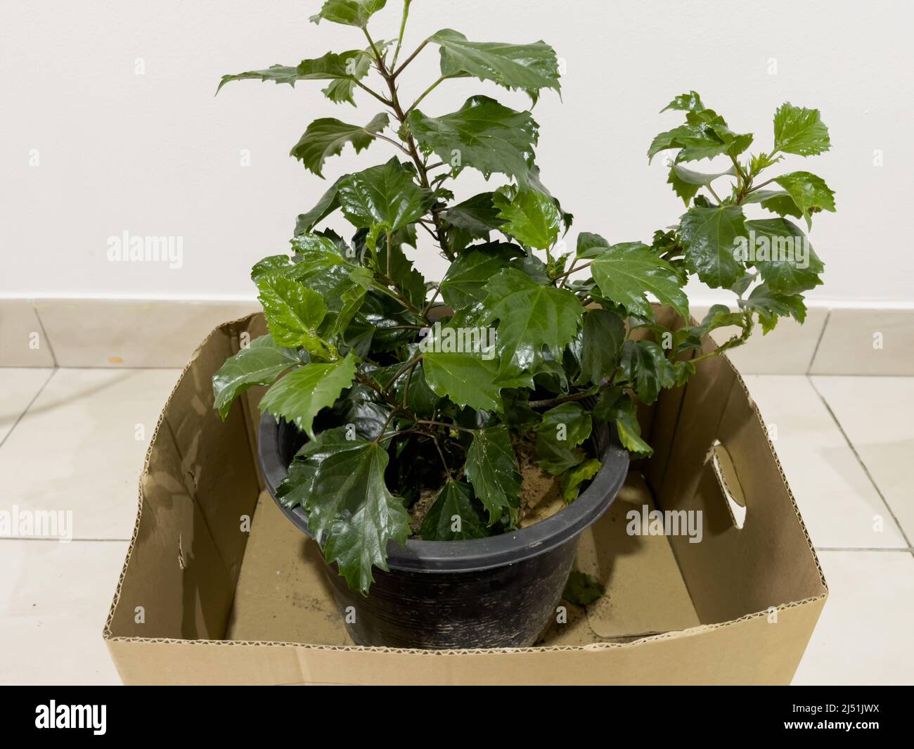 Newly purchased Hibiscus (Hibiscus rosa-sinensis) in a black pot ...
