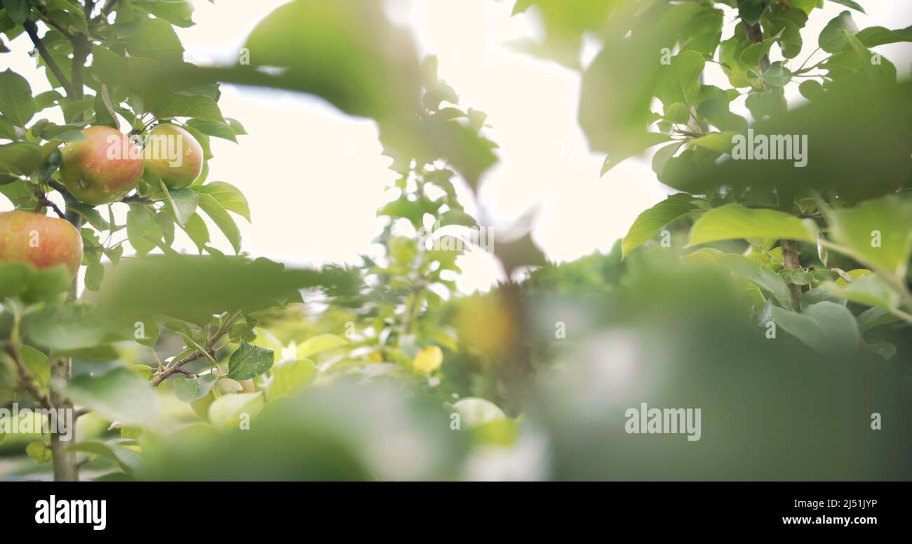 Fresh apple on a tree branch Stock Photo - Alamy